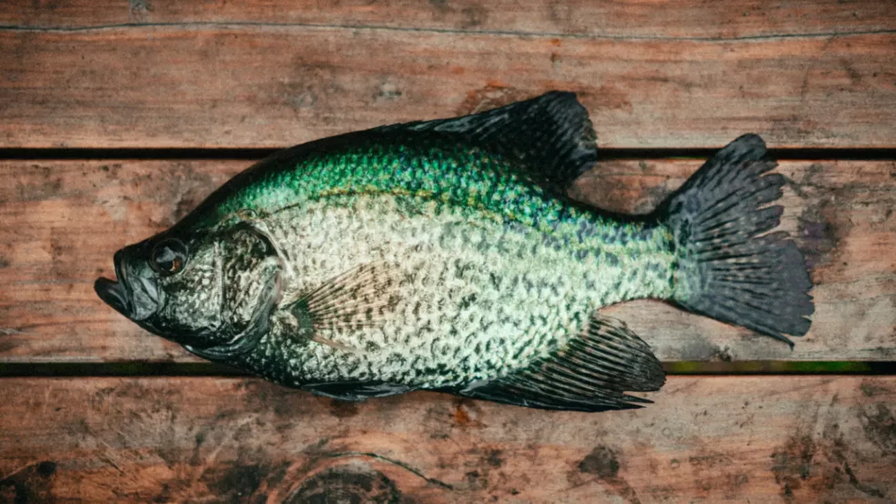 HOW TO CATCH FALL PANFISH - Whiskey & Babes