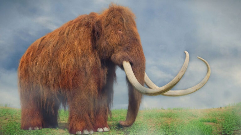 What do You Get When You Cross a Mouse With a Woolly Mammoth - Whiskey ...