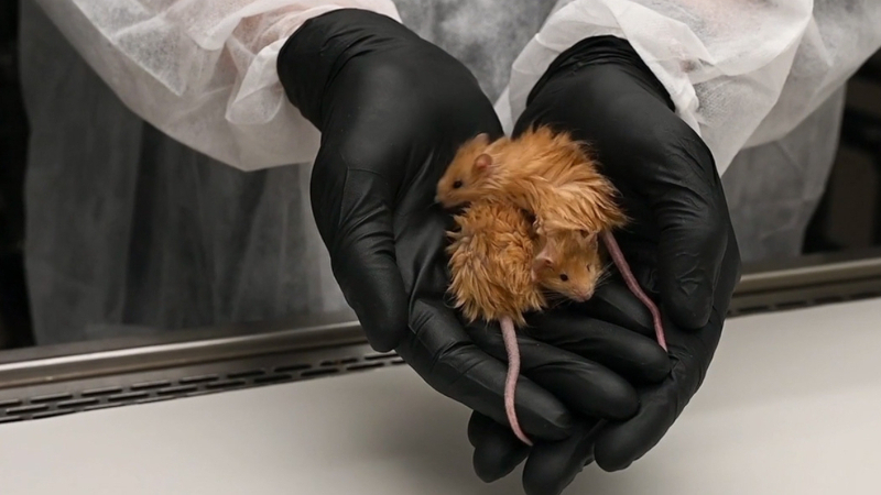 What do You Get When You Cross a Mouse With a Woolly Mammoth - Whiskey ...